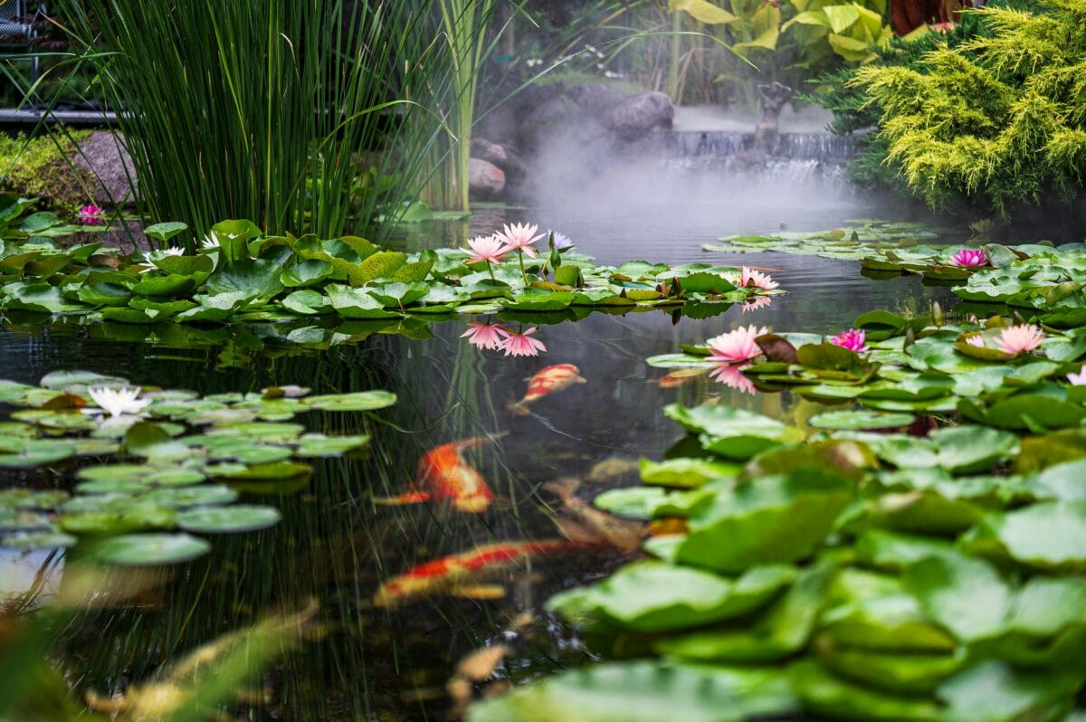 Pond In Backyard Ideas: Fun Water Garden, Koi Pond, Or Backyard Pond Ideas